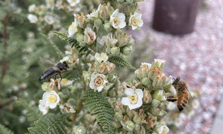Honey bee expert & CU professor Dr. Sammy Ramsey featured in Nat Geo ...